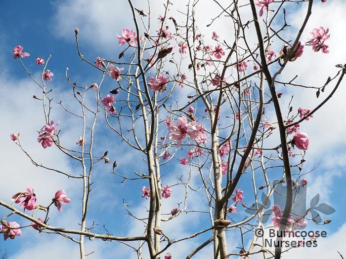 Magnolia 'Hawk' from Burncoose Nurseries