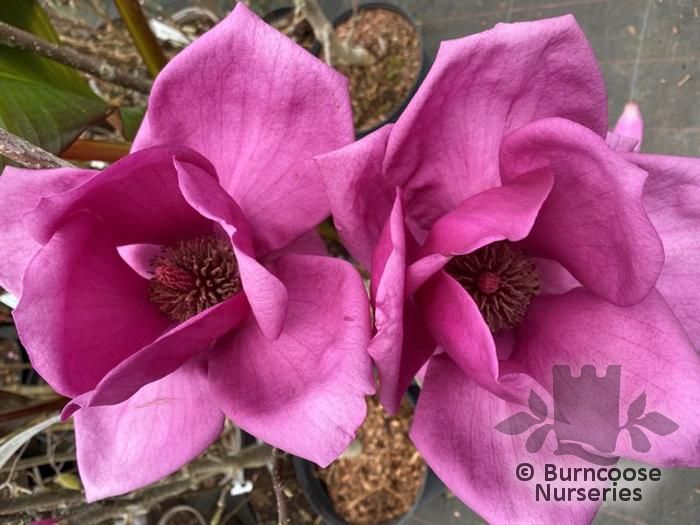 Magnolia 'Ian'S Red' from Burncoose Nurseries