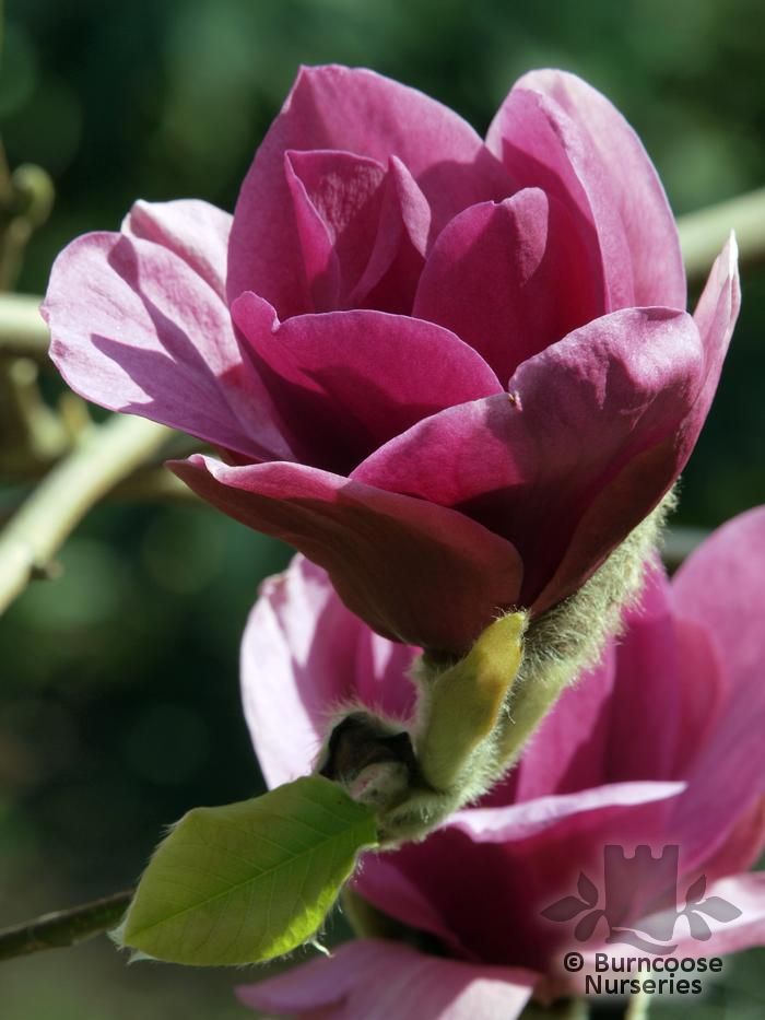Magnolia 'Ian'S Red' from Burncoose Nurseries