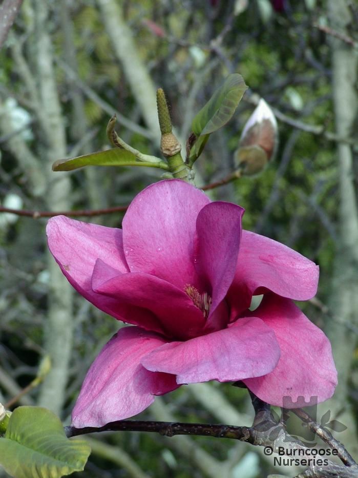Magnolia 'Ian'S Red' from Burncoose Nurseries