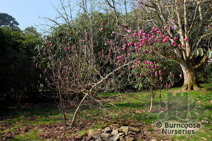 Magnolia 'Ian'S Red' from Burncoose Nurseries