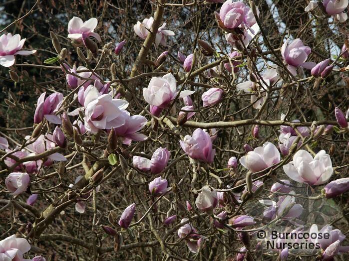 Magnolia 'Iolanthe' from Burncoose Nurseries