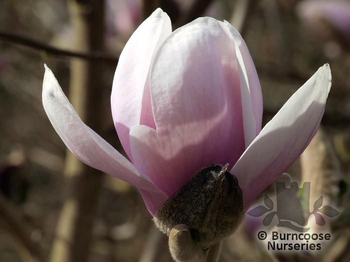 Magnolia 'Iolanthe' from Burncoose Nurseries