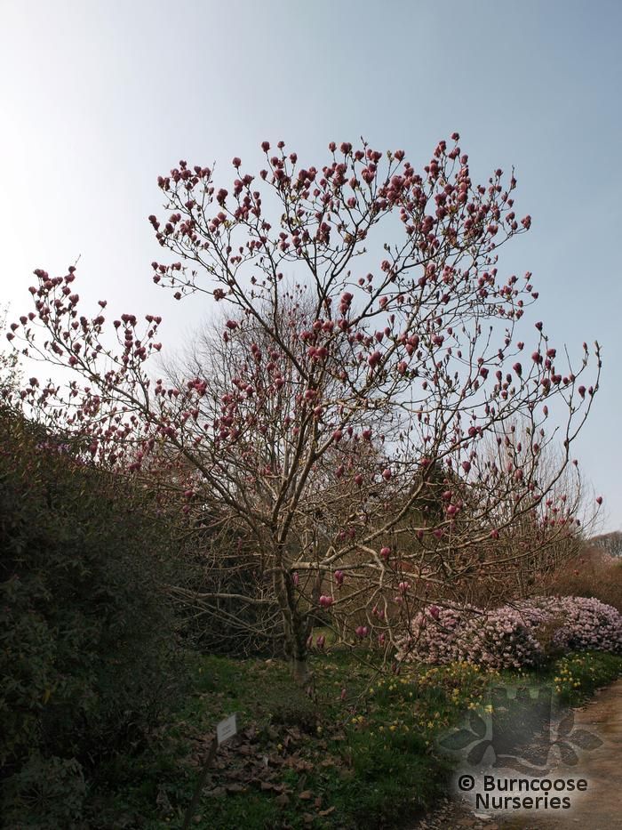 Magnolia 'Joe Mcdaniel' from Burncoose Nurseries