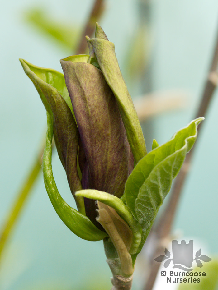 Magnolia 'Judy Zuk' from Burncoose Nurseries