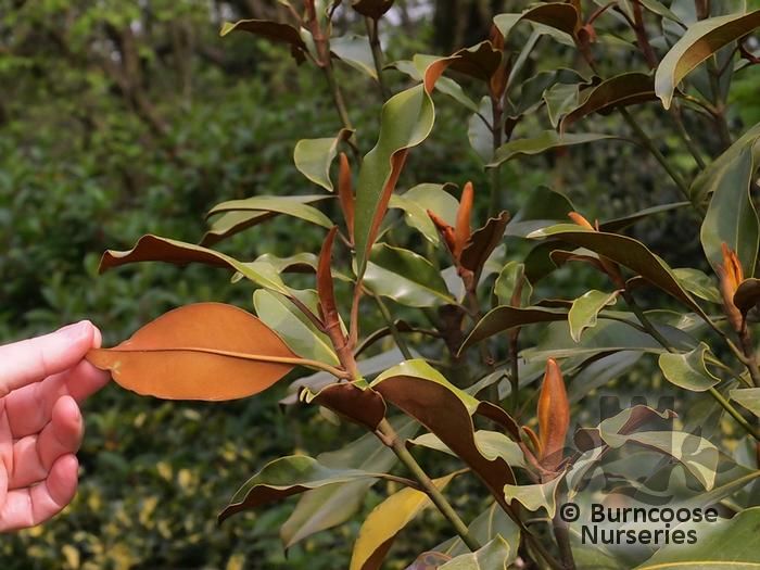 Magnolia Grandiflora 'Kay Parris' from Burncoose Nurseries