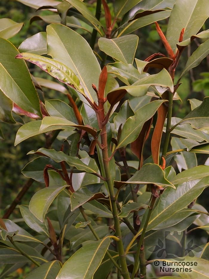 Magnolia Grandiflora 'Kay Parris' from Burncoose Nurseries