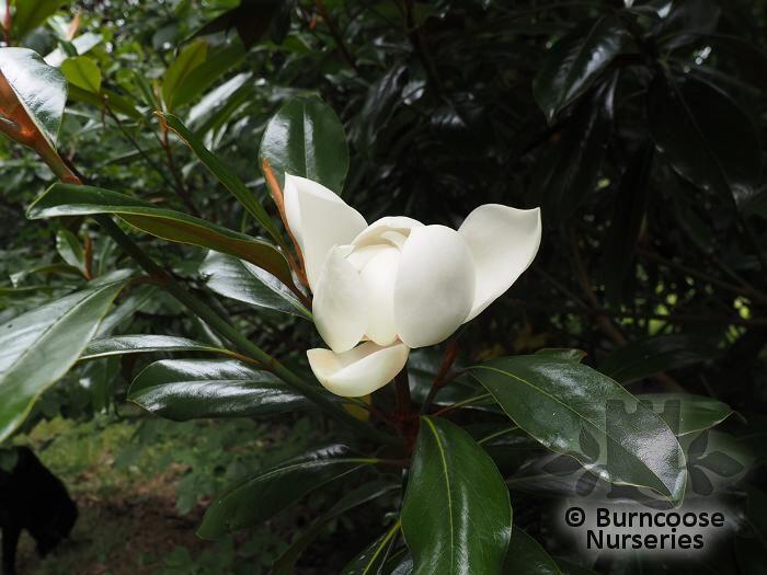 Magnolia Grandiflora 'Kay Parris' from Burncoose Nurseries