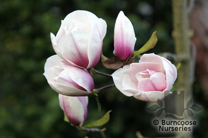 Magnolia 'Kronos' from Burncoose Nurseries