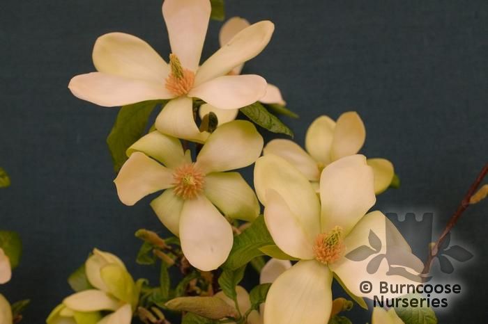 Magnolia 'Lemon Star' from Burncoose Nurseries