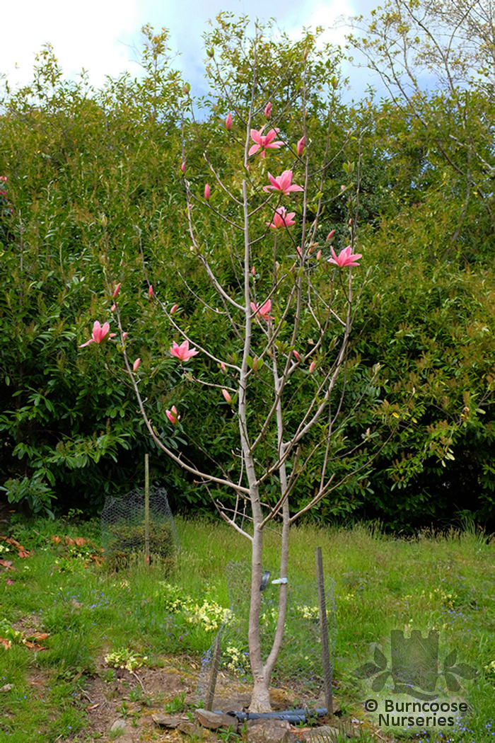 Magnolia 'Daybreak' from Burncoose Nurseries