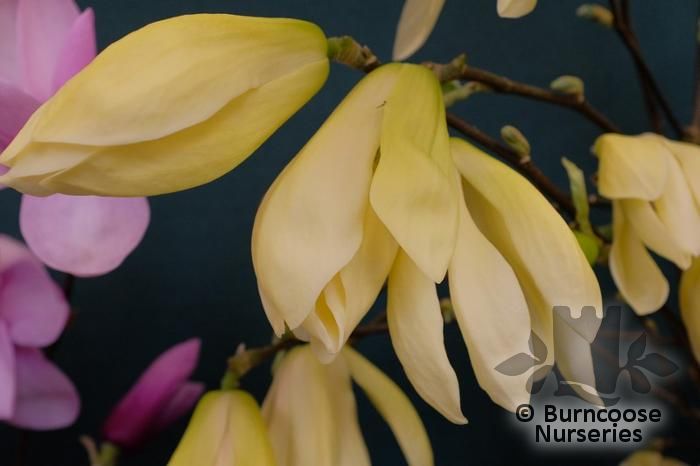 Magnolia 'Limelight' from Burncoose Nurseries