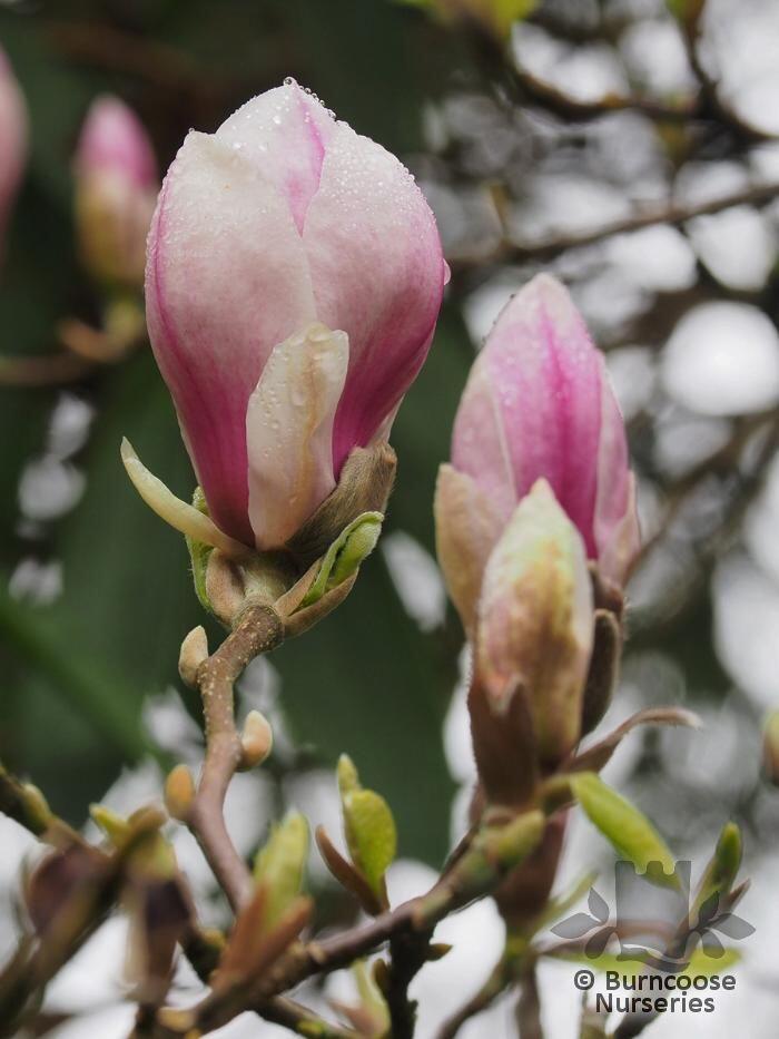 Magnolia X Soulangeana 'Lombardy Rose' from Burncoose Nurseries