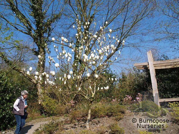 Magnolia 'Manchu Fan' from Burncoose Nurseries