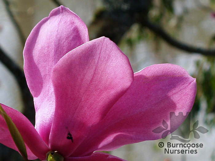 Magnolia Sprengeri 'Marwood Spring' from Burncoose Nurseries