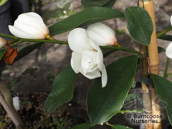Michelia Laevifolia X Maudiae 'Eternal Spring' from Burncoose Nurseries