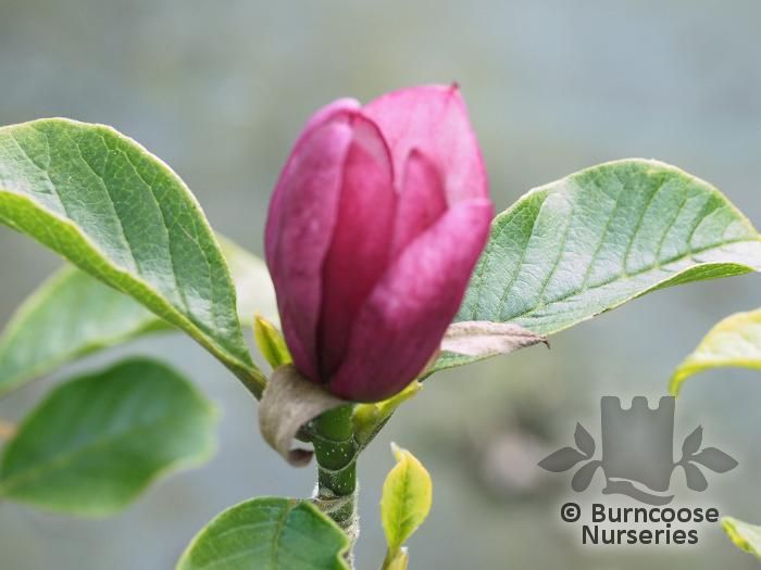 Magnolia 'Mighty Mouse' from Burncoose Nurseries