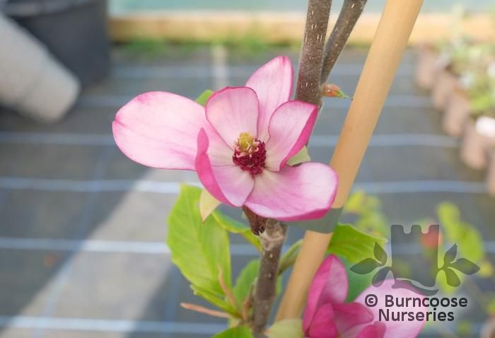Magnolia 'Mighty Mouse' from Burncoose Nurseries