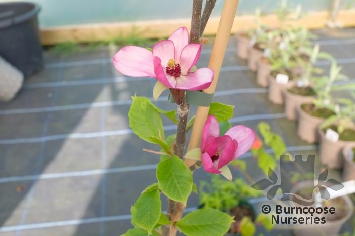 Magnolia 'Mighty Mouse' from Burncoose Nurseries