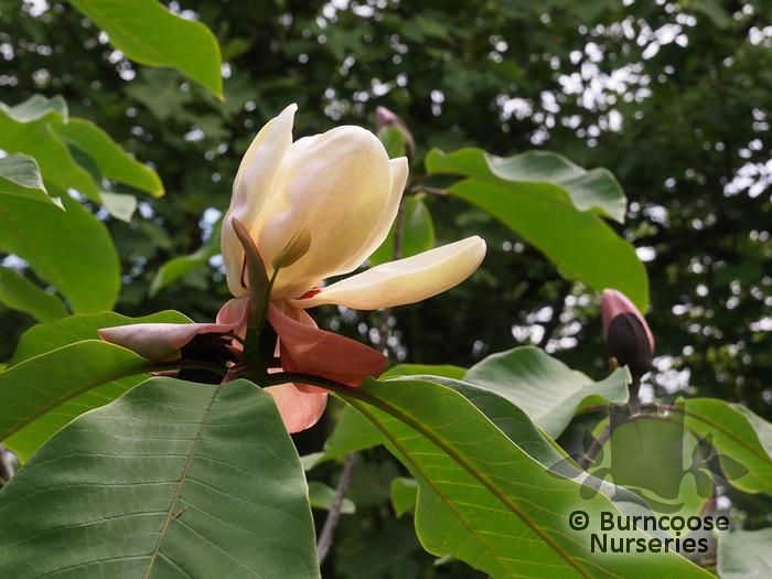 Magnolia Obovata from Burncoose Nurseries