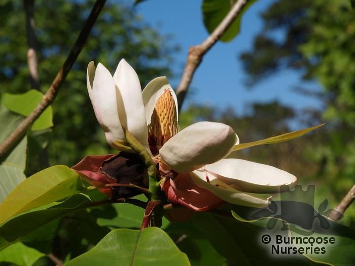 Magnolia Obovata from Burncoose Nurseries