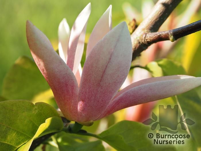 Magnolia 'Peaches N'Cream' from Burncoose Nurseries