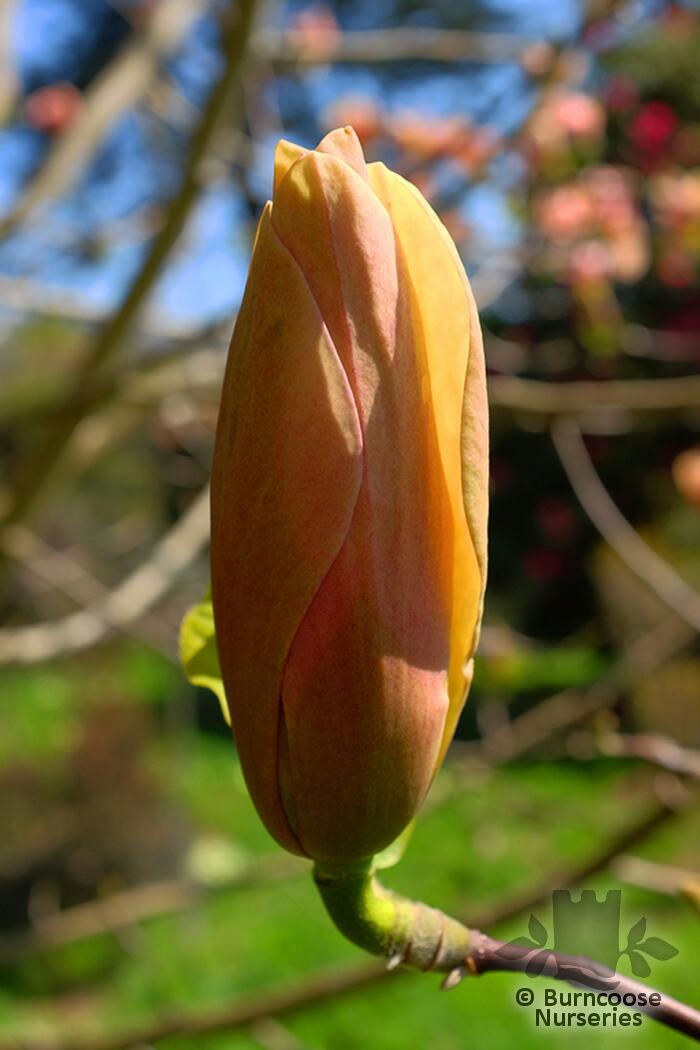 Magnolia 'Peachy' from Burncoose Nurseries
