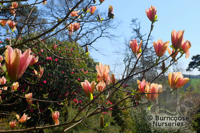 Magnolia 'Peachy' from Burncoose Nurseries