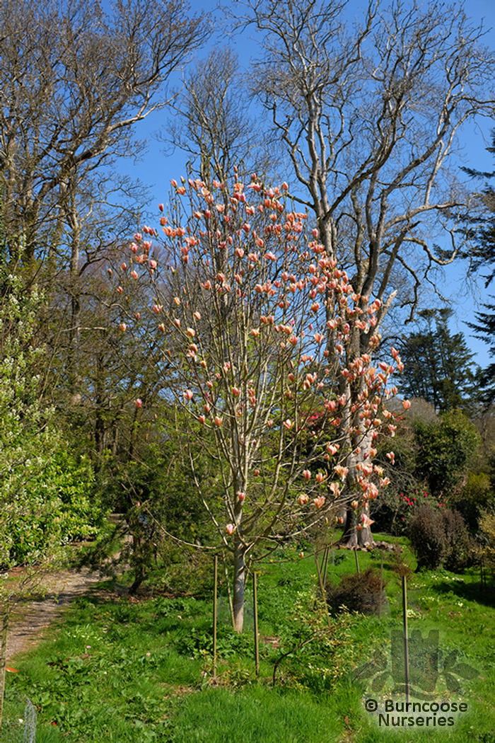 Magnolia 'Peachy' from Burncoose Nurseries
