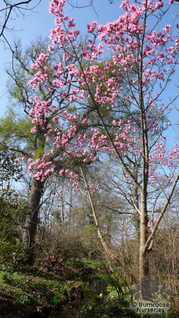 Magnolia 'Peter Dummer' from Burncoose Nurseries