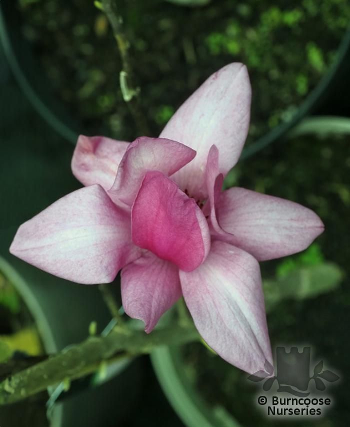 Magnolia 'Pink Pyramid' from Burncoose Nurseries