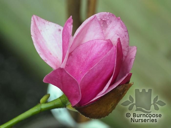 Magnolia 'Pink Pyramid' from Burncoose Nurseries