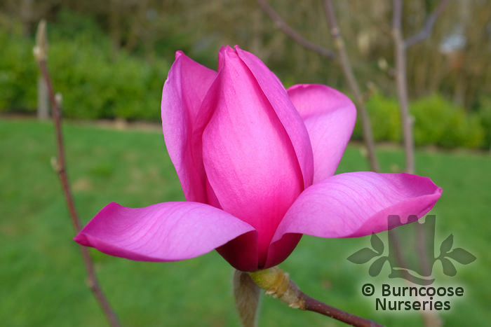 Magnolia 'Purple Sensation' from Burncoose Nurseries