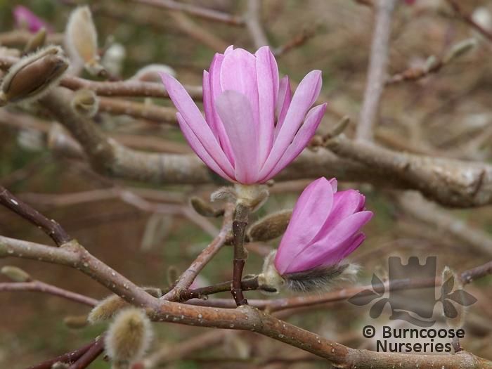 Magnolia X Loebneri 'Raspberry Fun' from Burncoose Nurseries