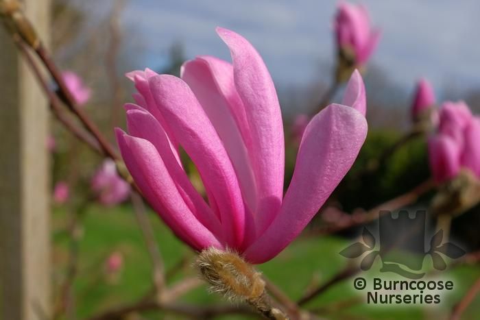 Magnolia X Loebneri 'Raspberry Fun' from Burncoose Nurseries