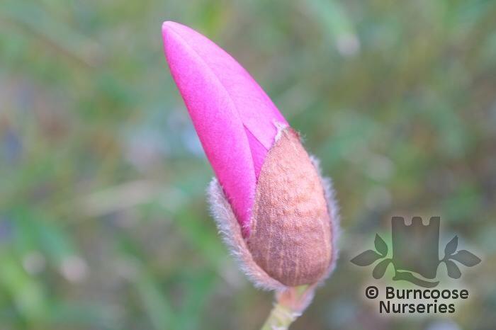 Magnolia 'Raspberry Ripple' from Burncoose Nurseries
