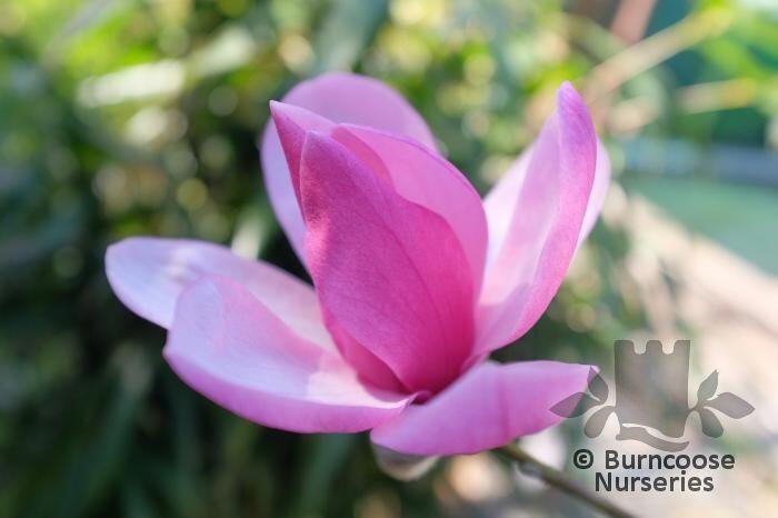 Magnolia 'Raspberry Ripple' from Burncoose Nurseries