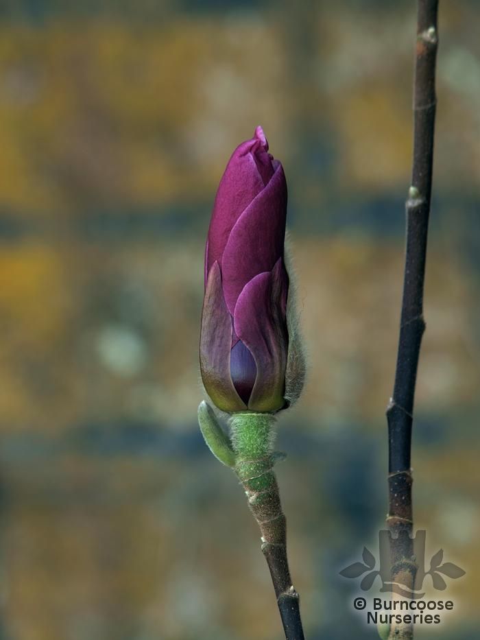 Magnolia 'Red As Red' from Burncoose Nurseries