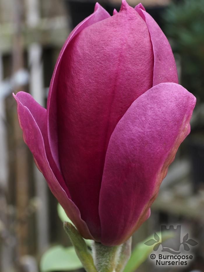 Magnolia 'Red As Red' from Burncoose Nurseries