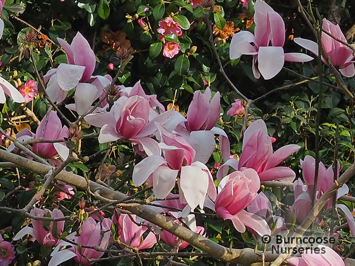 Magnolia from Burncoose Nurseries - Page 5