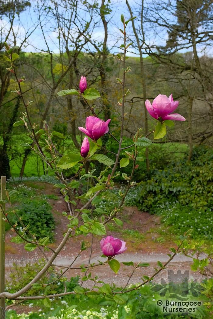Magnolia 'Rose Marie' from Burncoose Nurseries