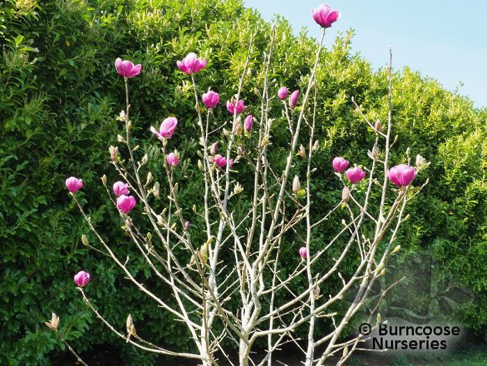 Magnolia 'Rose Marie' from Burncoose Nurseries