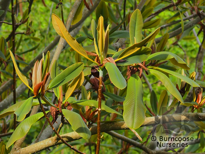 Magnolia Rostrata from Burncoose Nurseries