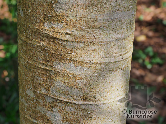 Magnolia Rostrata from Burncoose Nurseries