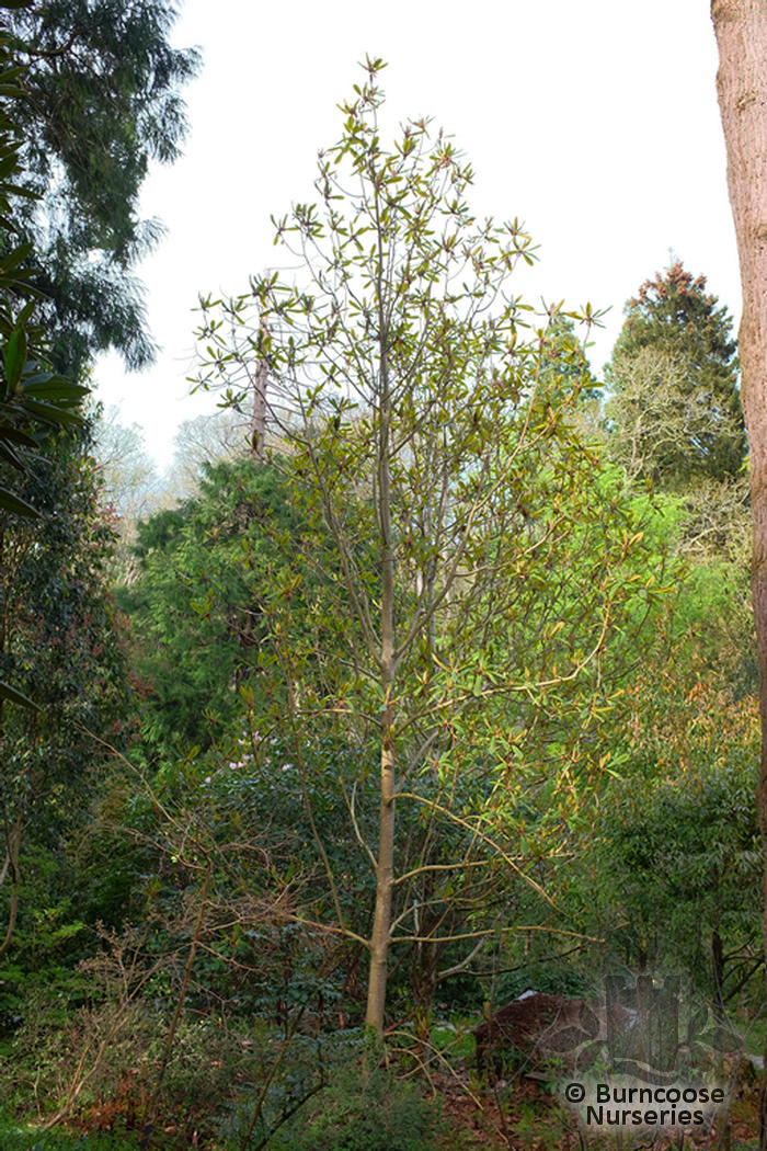 Magnolia Rostrata from Burncoose Nurseries