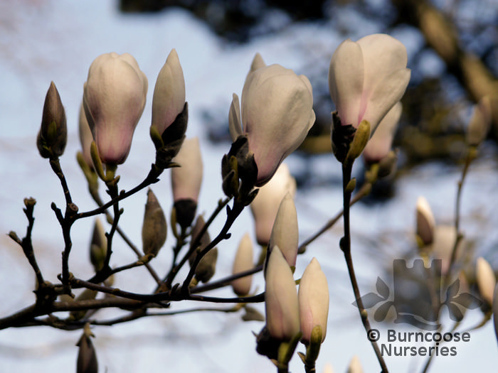 Magnolia 'Rouged Alabaster' from Burncoose Nurseries