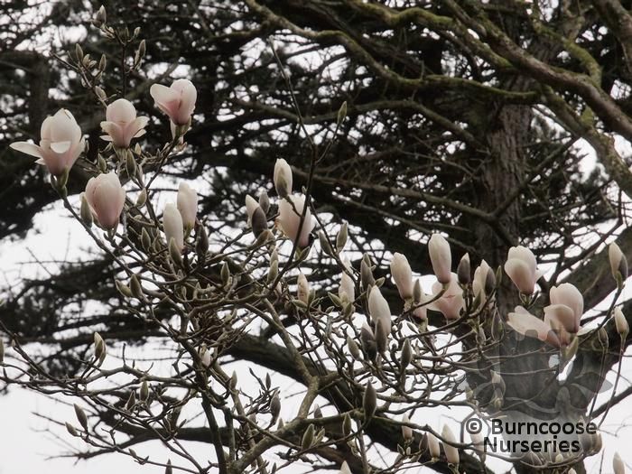 Magnolia 'Rouged Alabaster' from Burncoose Nurseries
