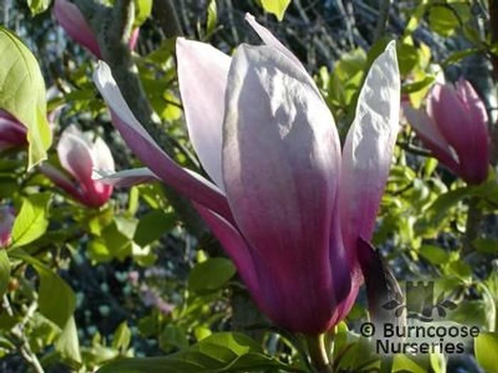 Magnolia 'Royal Crown' from Burncoose Nurseries