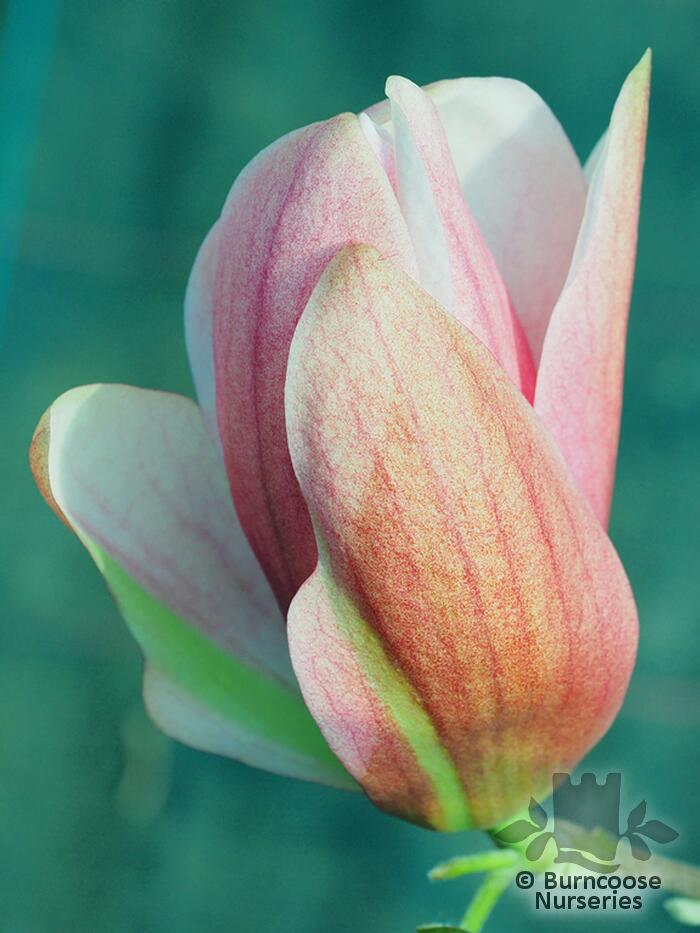 Magnolia 'Royal Splendour' from Burncoose Nurseries