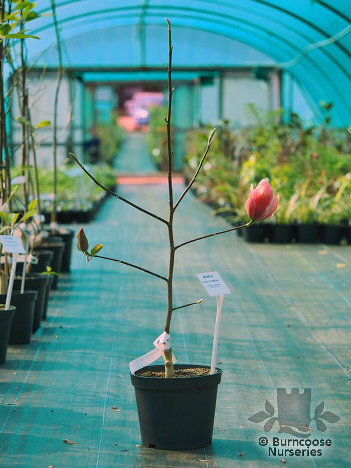 Magnolia 'Royal Splendour' from Burncoose Nurseries